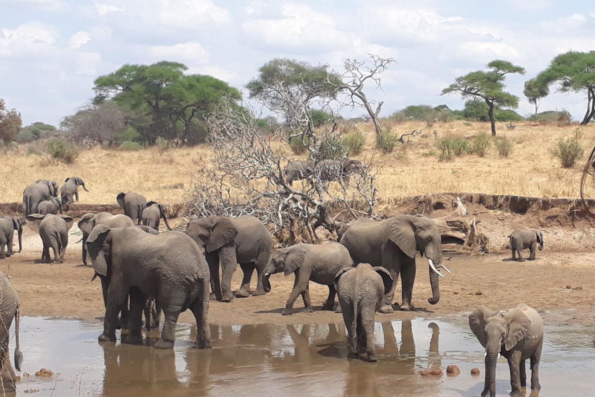 2024 Safari Safety: Updates on Tanzania’s Efforts to Enhance Visitor ...